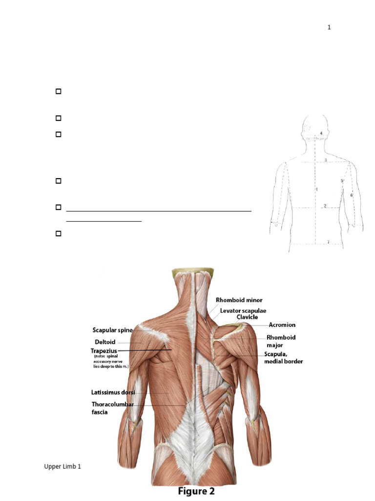 Upper Limb Dissection 1 | PDF | Human Anatomy | Limbs (Anatomy)
