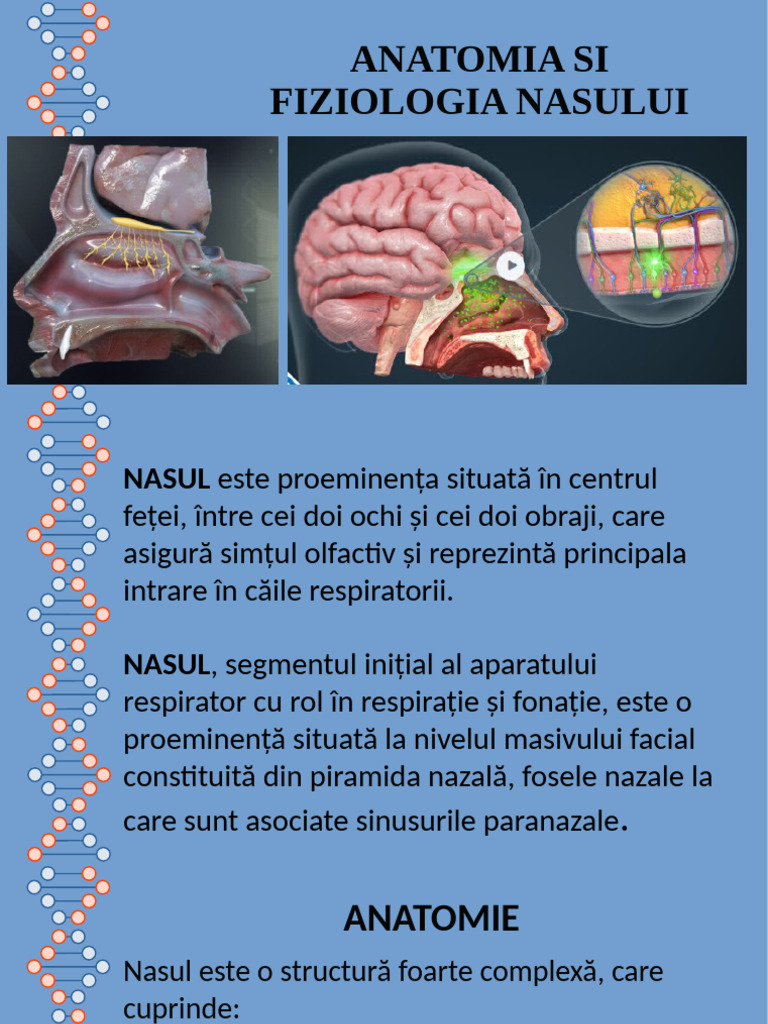 Anatomia Si Fiziologia Nasului | PDF