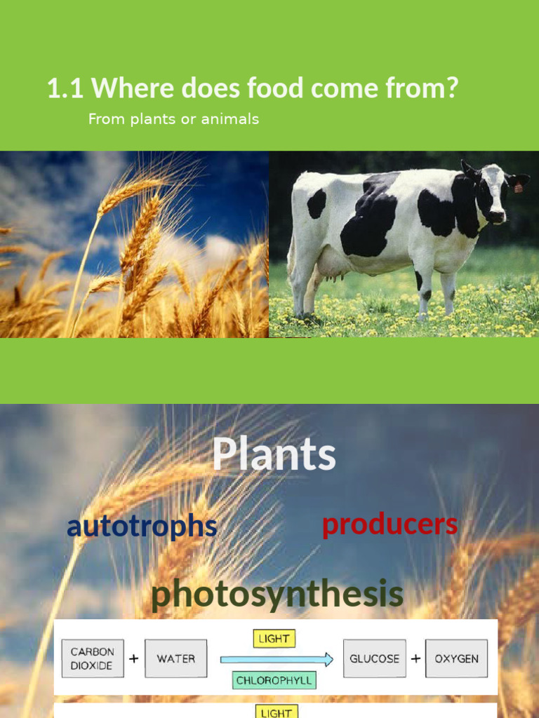 Understanding Food Sources and Ecosystems | PDF