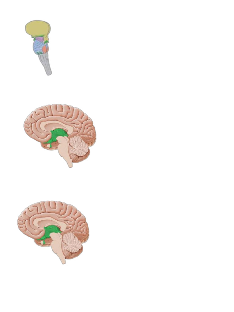 Esquemas Del SNC | PDF