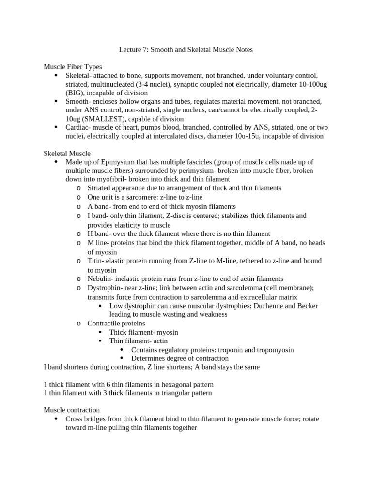 Physiology Lecture 7 Notes | PDF | Muscle Contraction | Skeletal Muscle