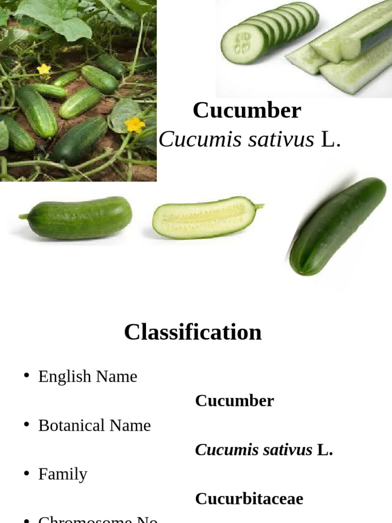 Cucumber | PDF | Sowing | Cucumber