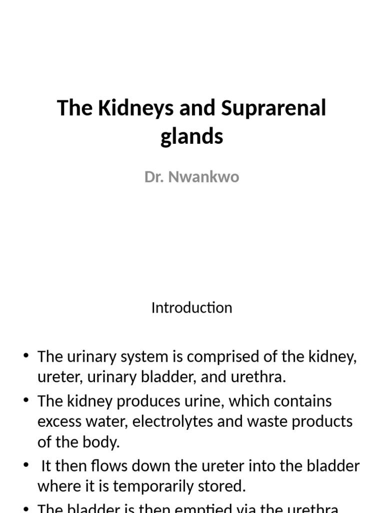 Medullary Pyramids and Urine Flow | PDF | Kidney | Vein