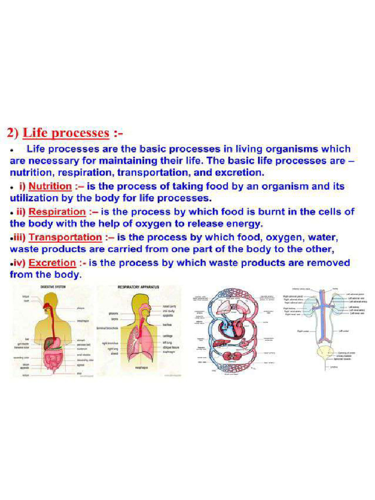 Life Process | PDF