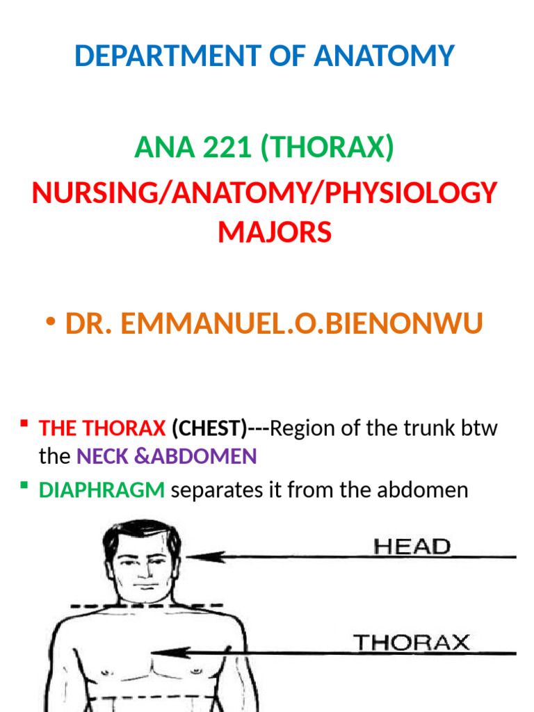 Gross Anatomy of the Thorax..Ppt (1) | PDF