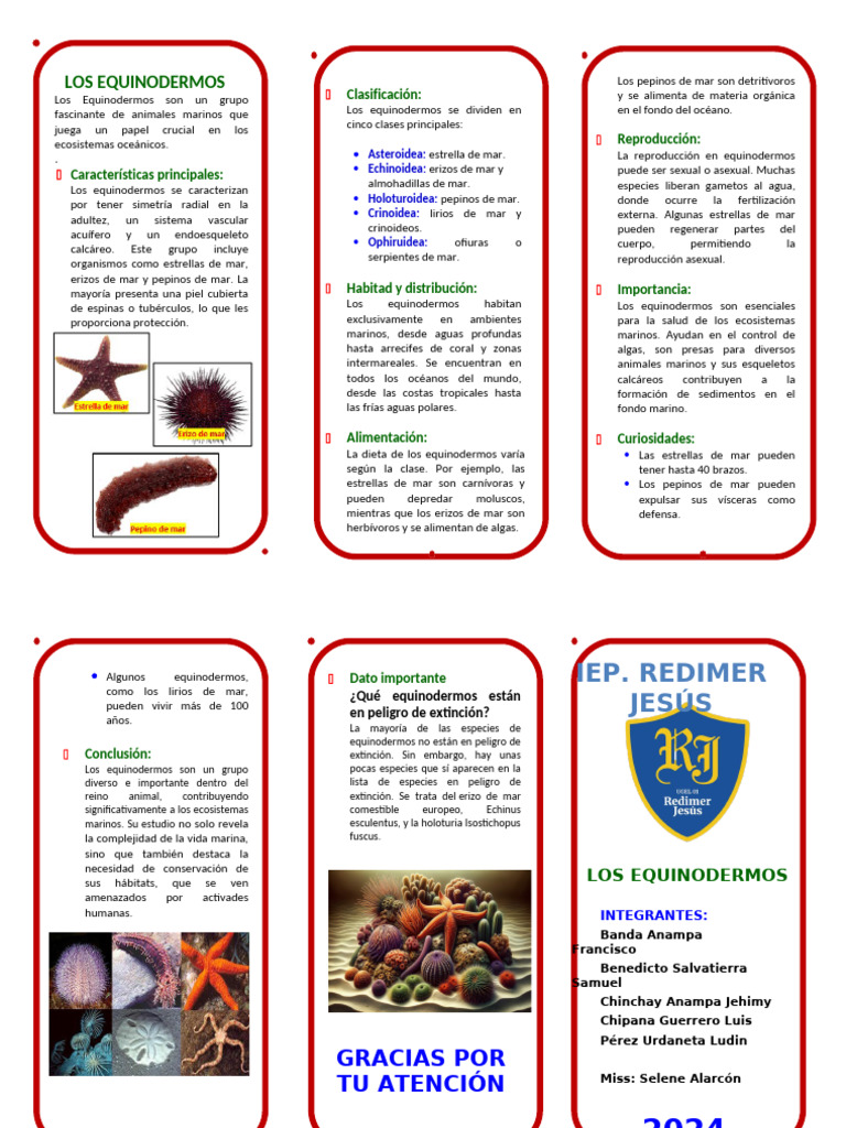 Triptico Los Equinodermos | PDF | Biología | Zoología