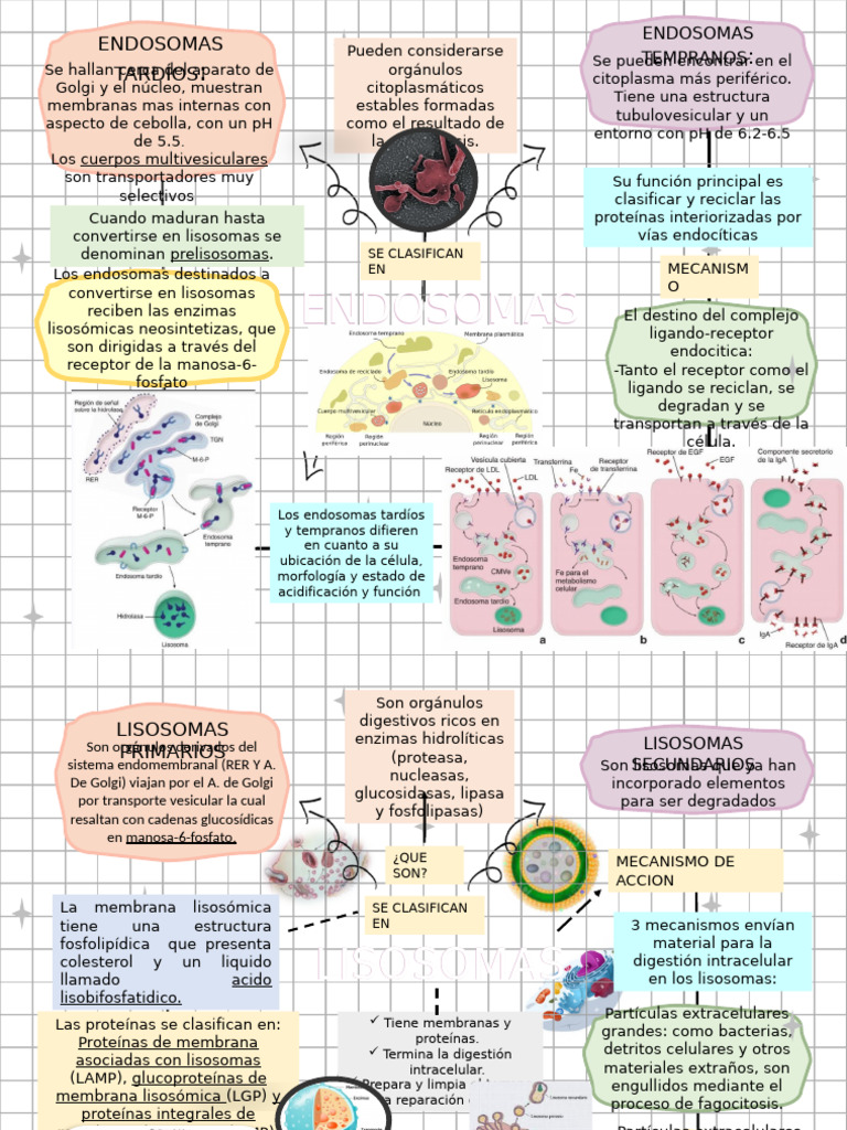 Endosomas y Lisosomas: Funciones y Tipos | PDF | Lisosoma | Membrana ...