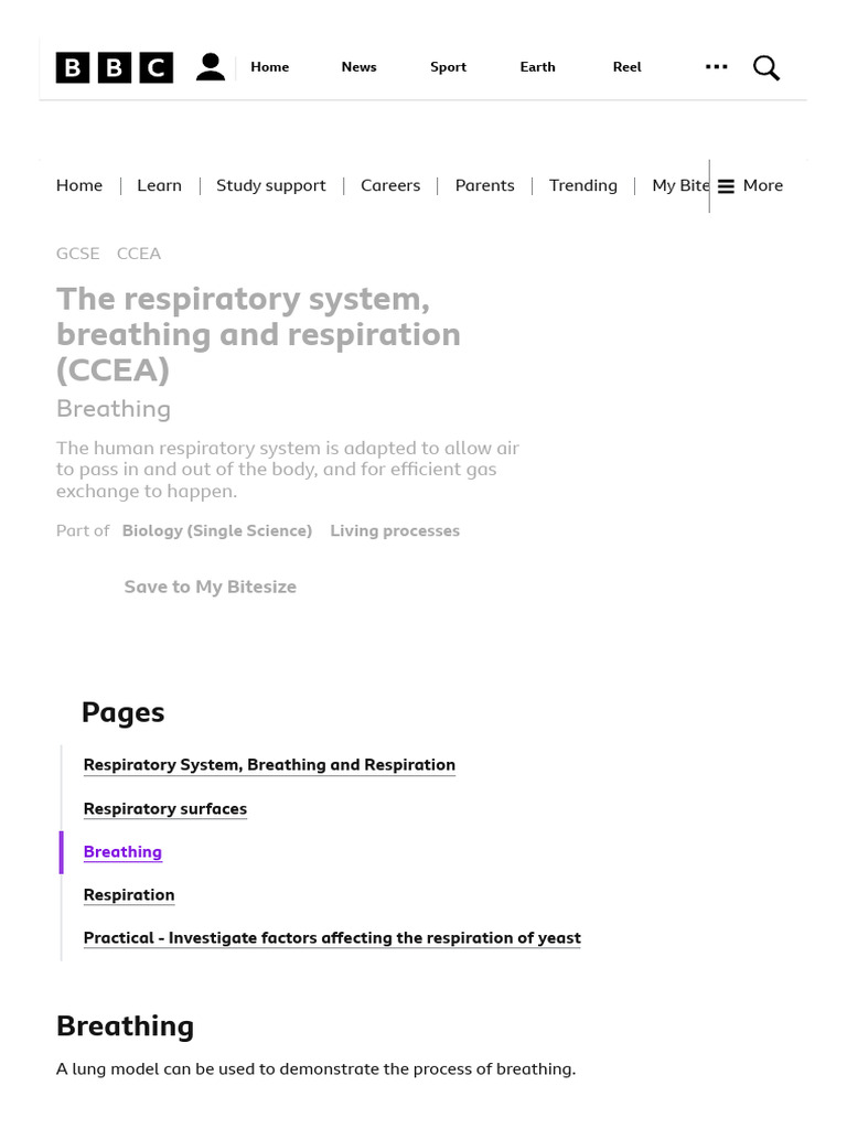 Respiratory System: Breathing Explained | PDF | Breathing | Respiratory System