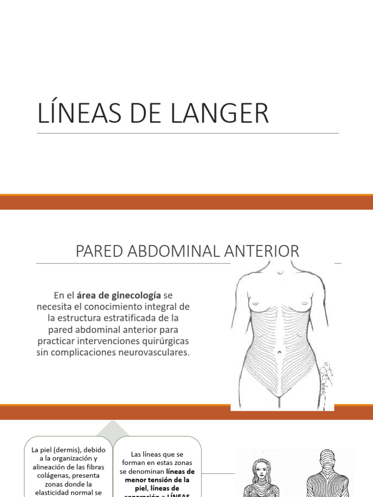 Líneas de Langer | PDF | Abdomen