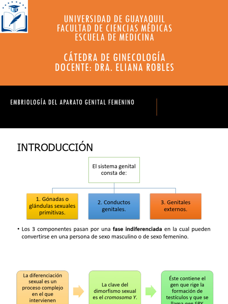 Embriología Del Arf | PDF | Vagina | Ovario
