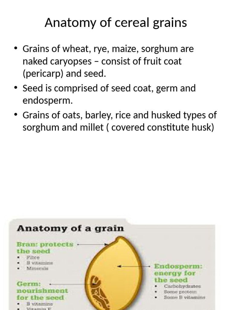Anatomy and Composition of Cereal Grains | PDF | Cereals | Seed