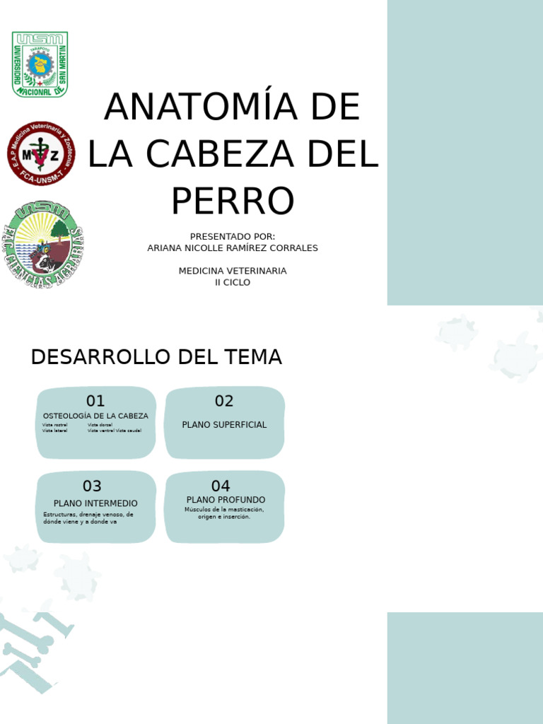 Anatomía de la Cabeza del Perro | PDF
