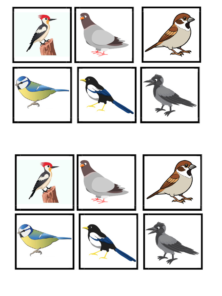 Birds 1 | PDF