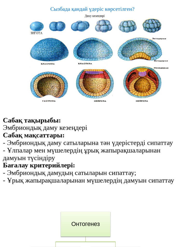 2 Biologija 8klass Su-Zhne-Damu Jembriogenez - Prezentacija . | PDF