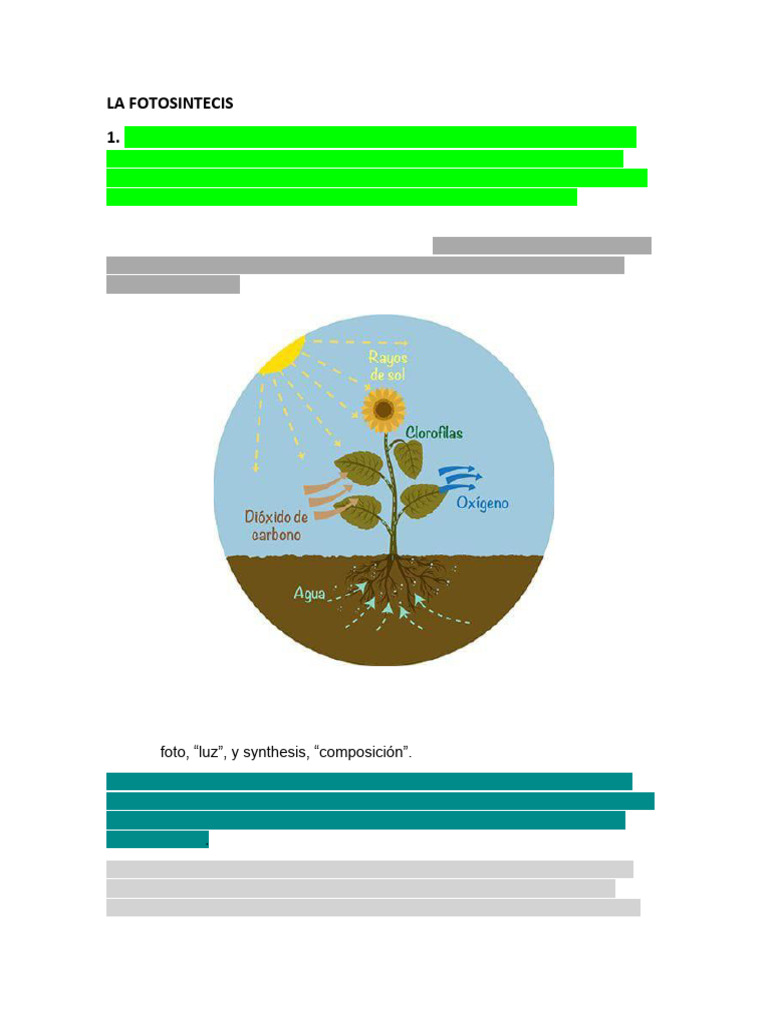 TRABAJO DE FOTOSINTESIS DE ECOLIGIA | PDF | Fotosíntesis | Cloroplasto