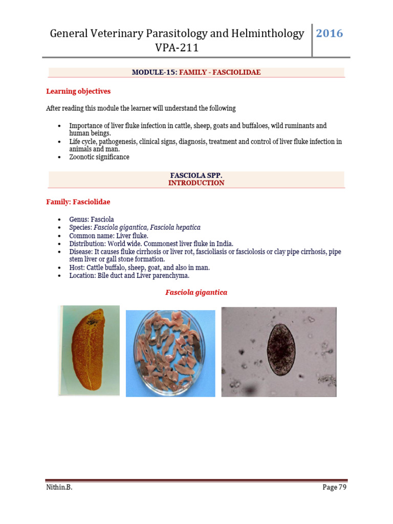 Liver Fluke and Intestinal Fluke | PDF | Liver | Parasitology