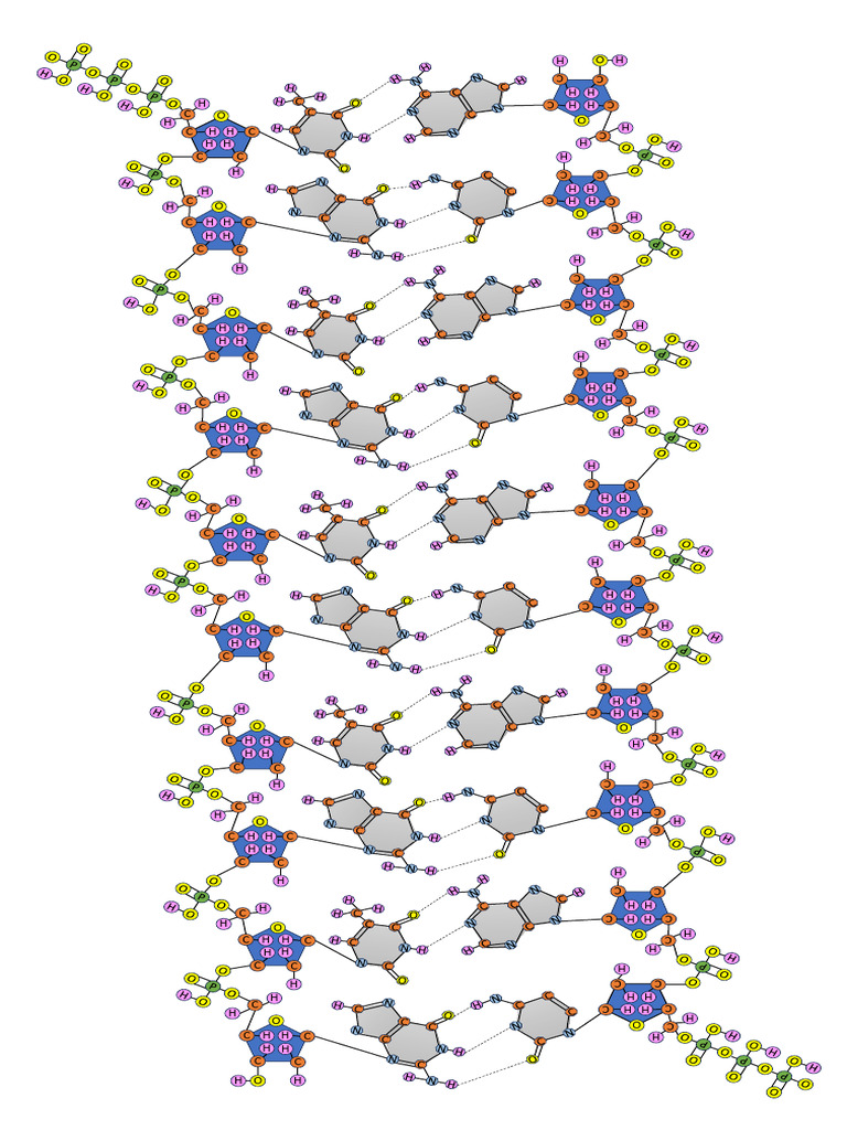 Modelo ADN y ARN Final | PDF