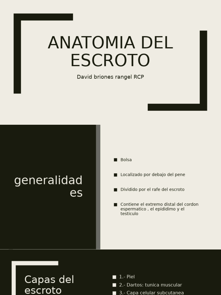 Anatomía y Estructura del Escroto | PDF | Testículo | Abdomen