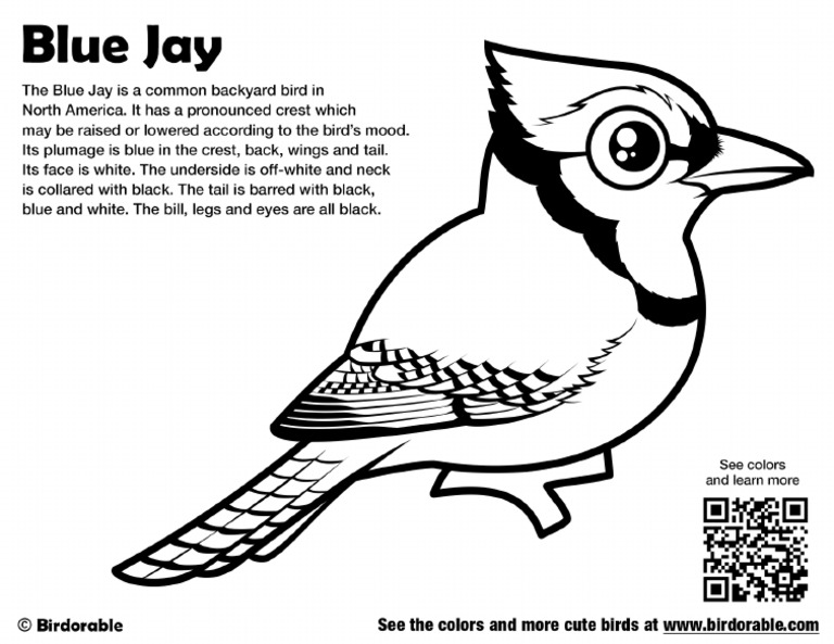 Blue Jay Coloring Page | PDF