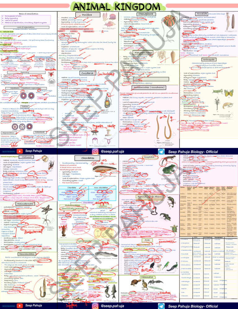 Animal Kingdom - Mind Maps - Watermark | PDF | Sponge | Zoology