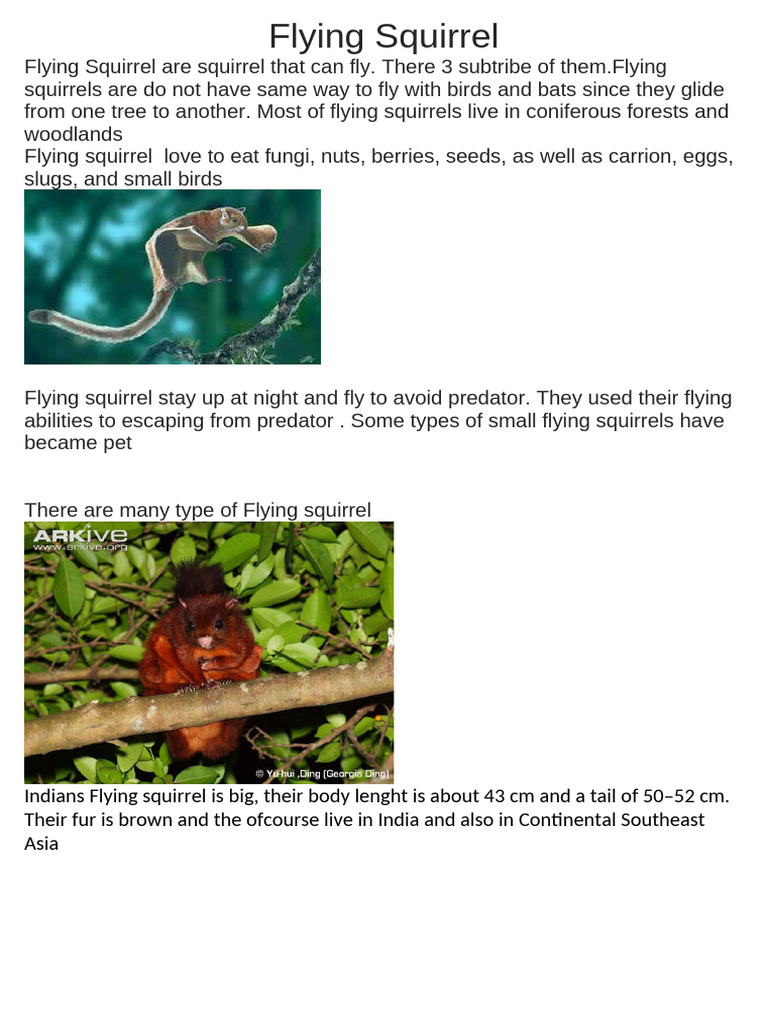 Flying Squirrel | PDF
