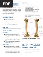 Giải Phẫu Xương Cánh Tay | PDF