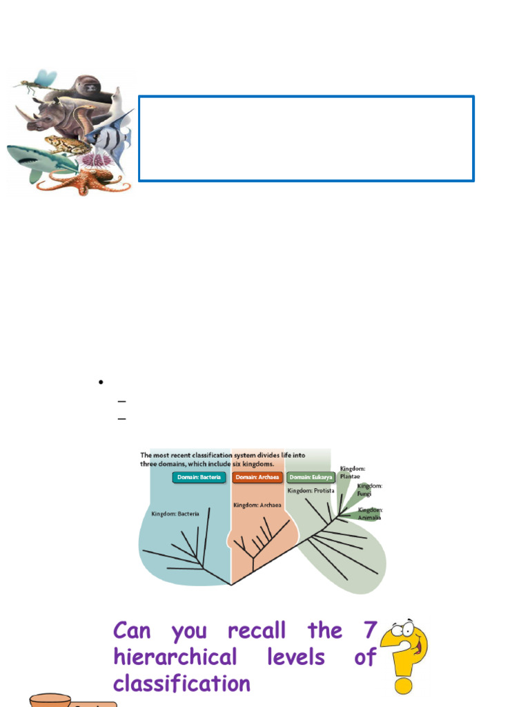 Animal Classification (1) | PDF | Biology | Zoology