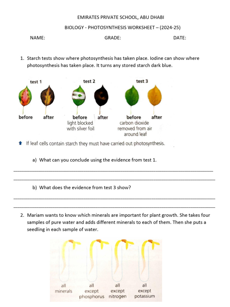 Photosynthesis Worksheet for Students | PDF