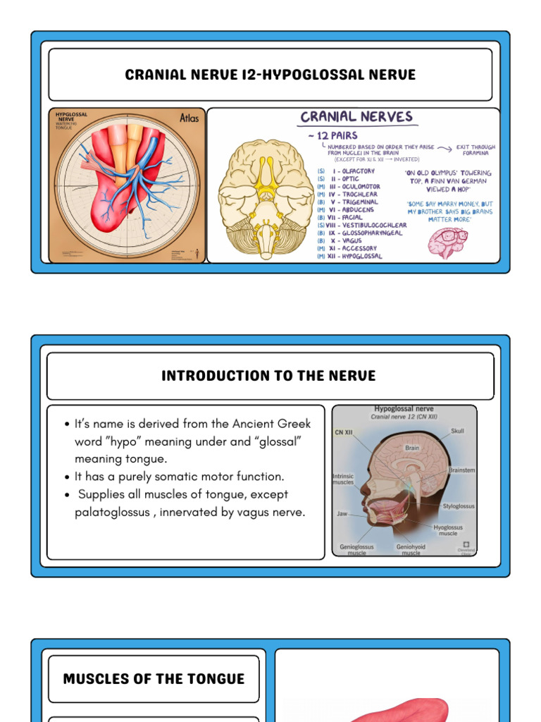 Hypoglossal Nerve (Cranial Nerve 12) | PDF | Human Anatomy | Human Head ...