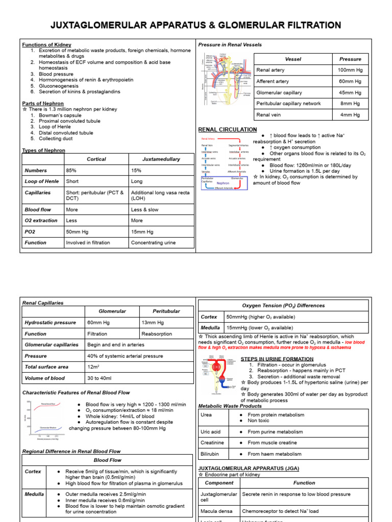 Physiology Urinary & Reproductive Mbbs | PDF | Kidney | Organ (Anatomy)