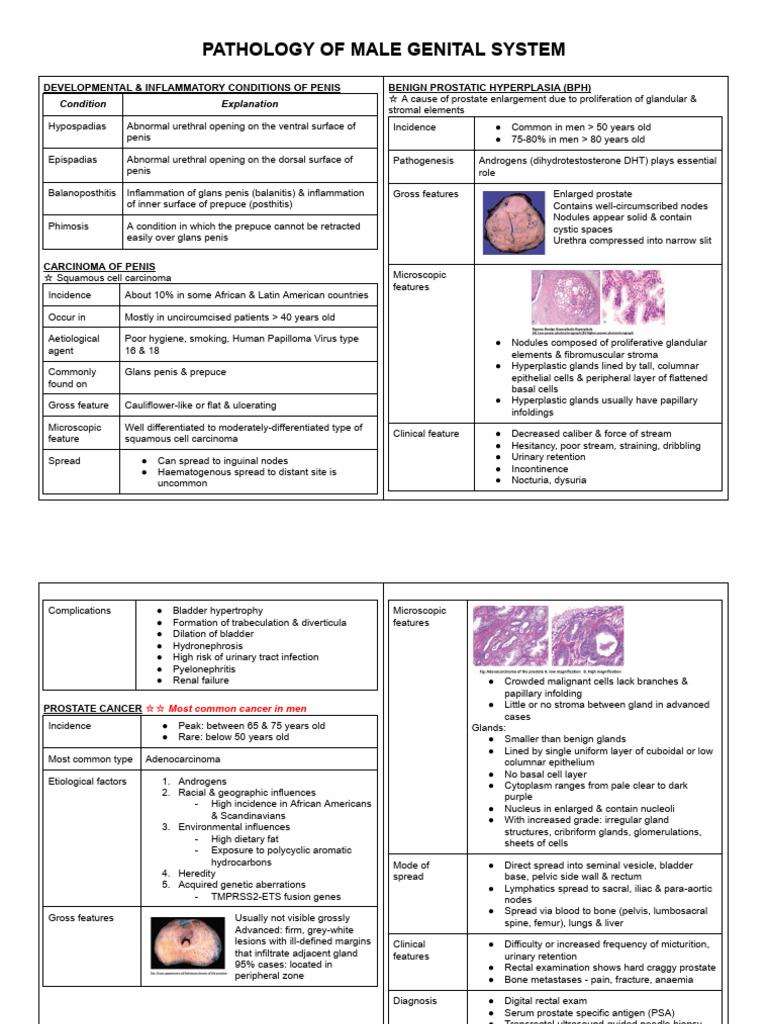 pathology of male genital system mbbs | PDF | Prostate | Epithelium
