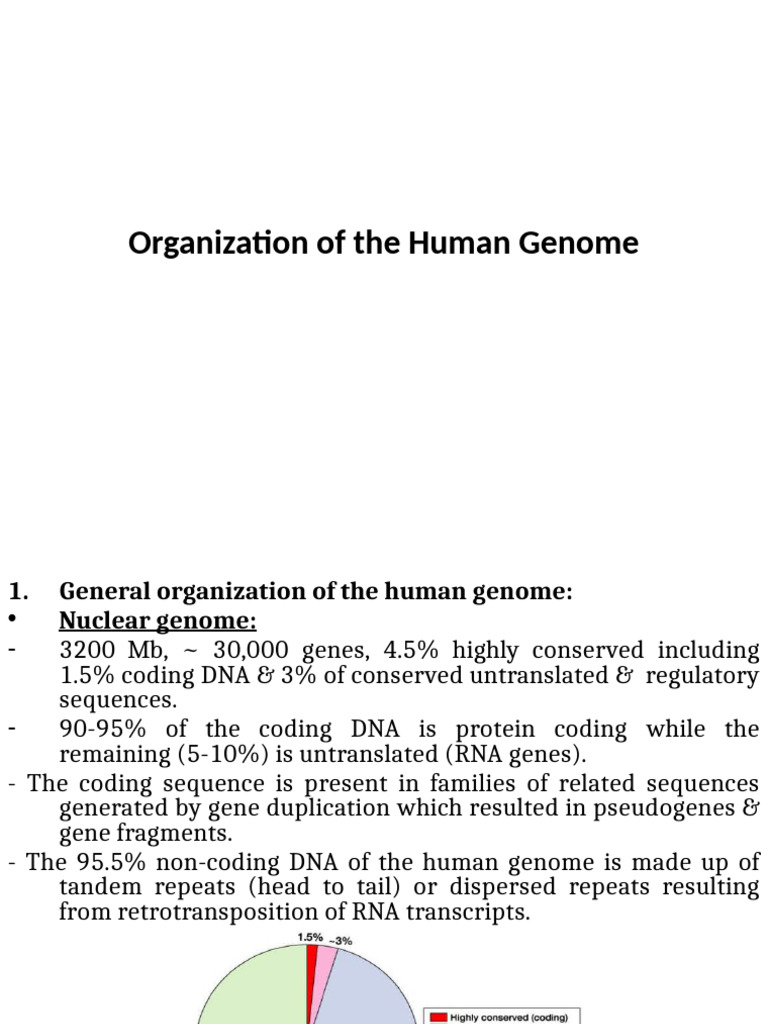Human Genome Structure and RNA Genes | PDF | Ribosomal Rna | Human Genome