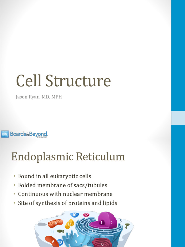 Golgi Apparatus Functions and Modifications | PDF | Endoplasmic ...