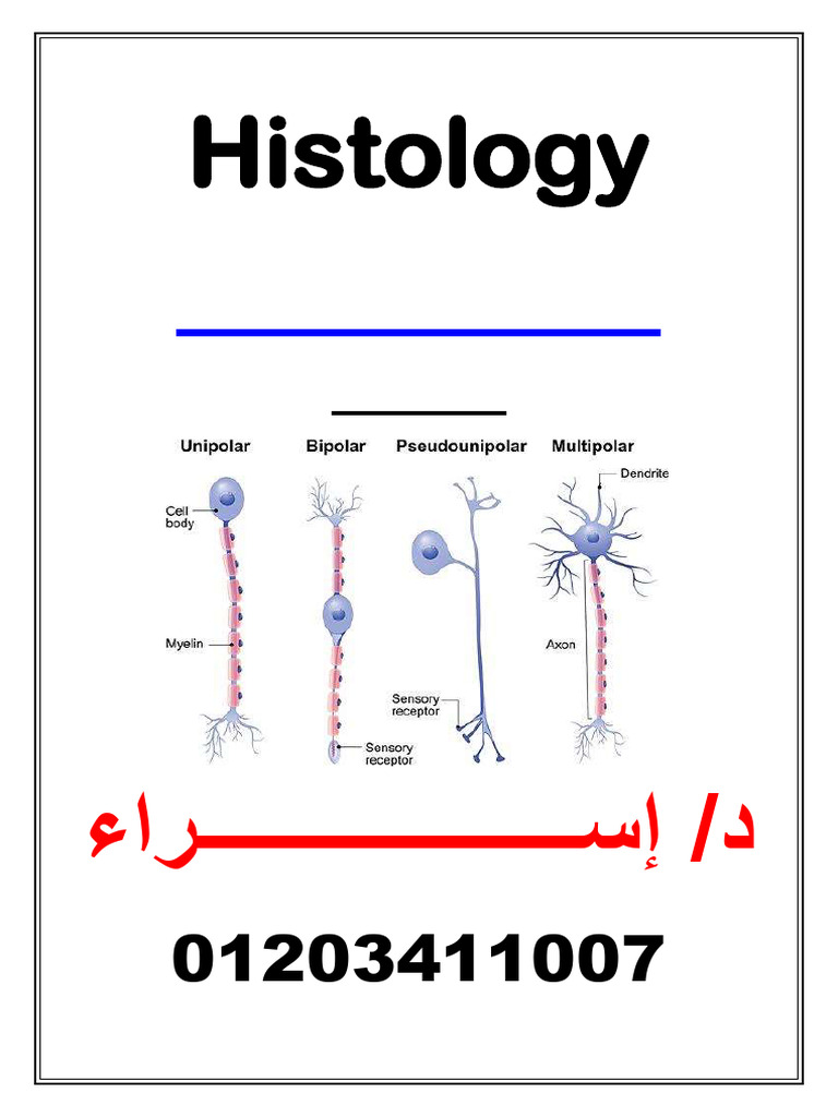 Nervous Tissue Part 1, DR - Esraa, 2025 | PDF | Myelin | Axon