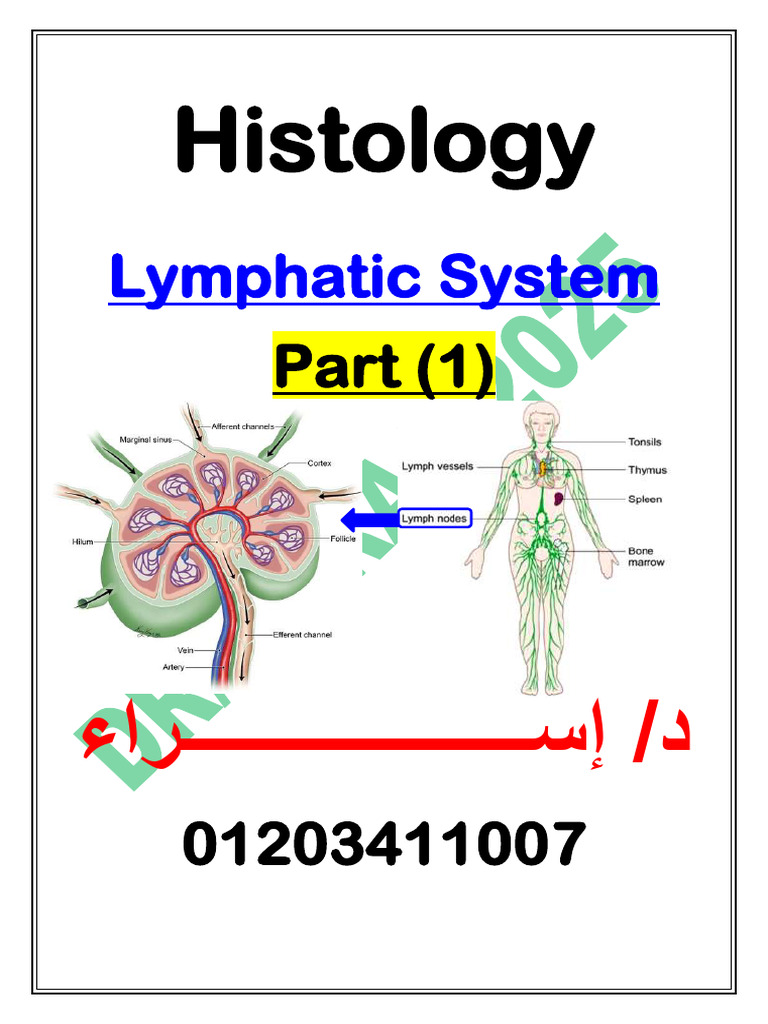 Lymphatic System,Part 1,DR.esraA | PDF | Lymph Node | Lymphatic System