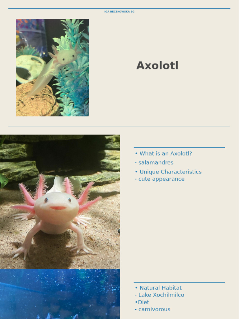 Axolotls | PDF