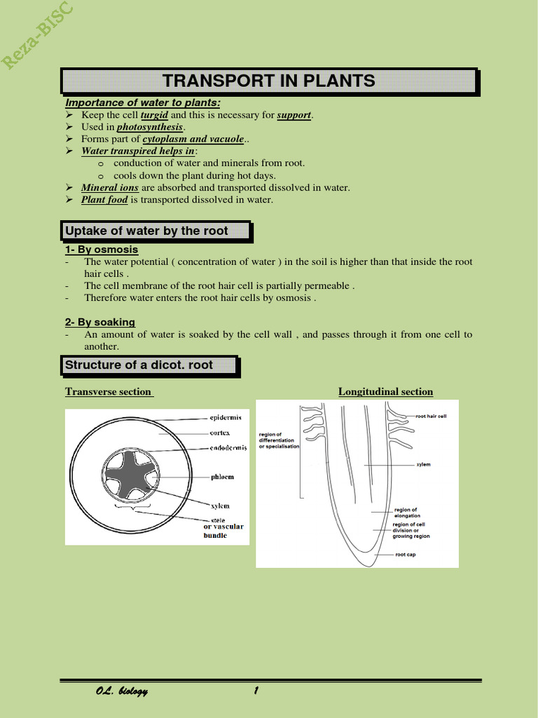Transport in Plant and Animal | PDF | Atrium (Heart) | Heart Valve