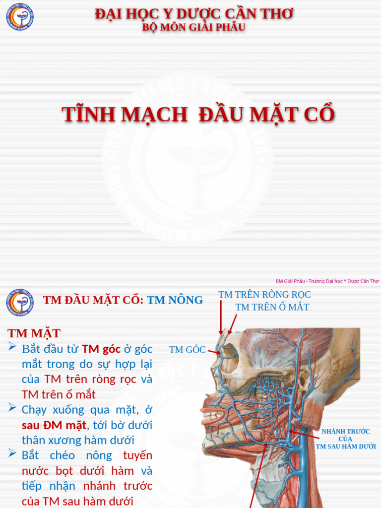 Tinh Mach Dau Mat Co BMGP | PDF