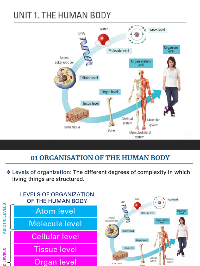 Human Body Organization and Cells | PDF | Cell (Biology) | Connective ...