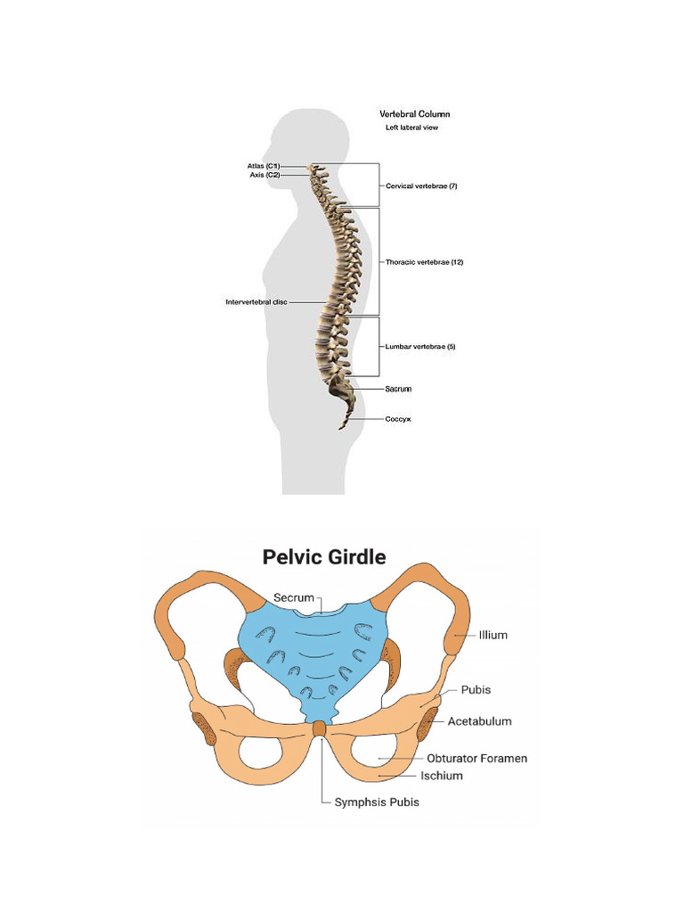 Vertebral Coloum | PDF
