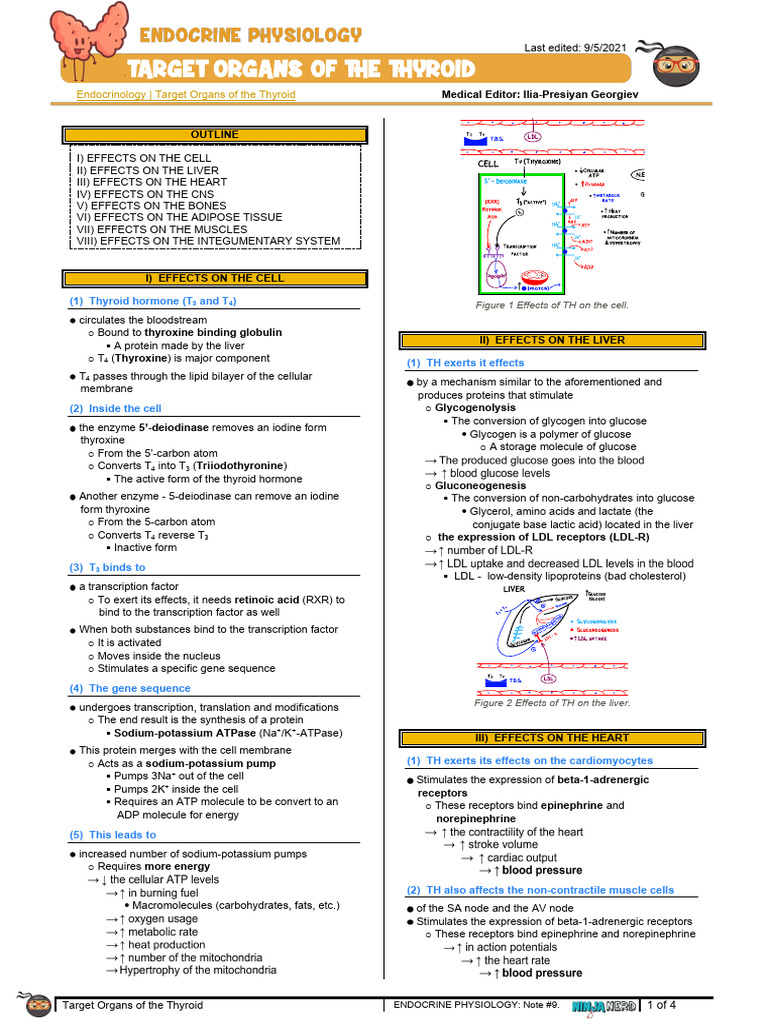Thyroid Hormone Target Organ Effects | PDF | Bone | Glucose