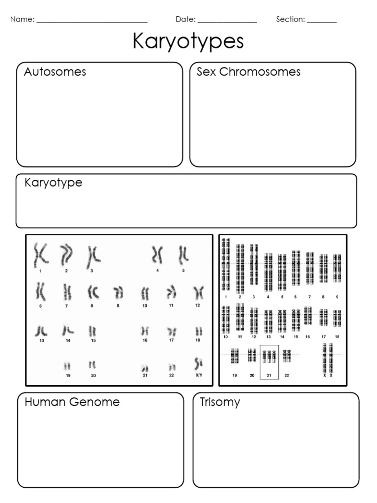 Understanding Karyotypes and Their Uses | PDF