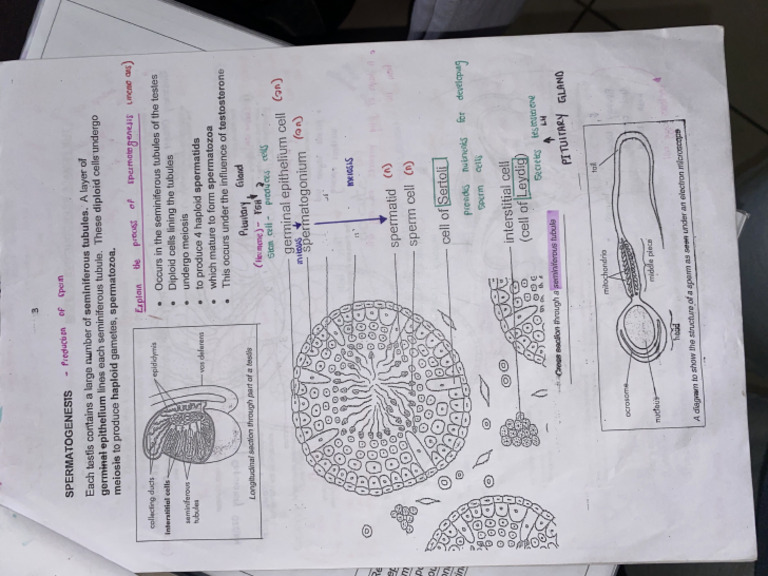 Spermatogenesis Explained | PDF