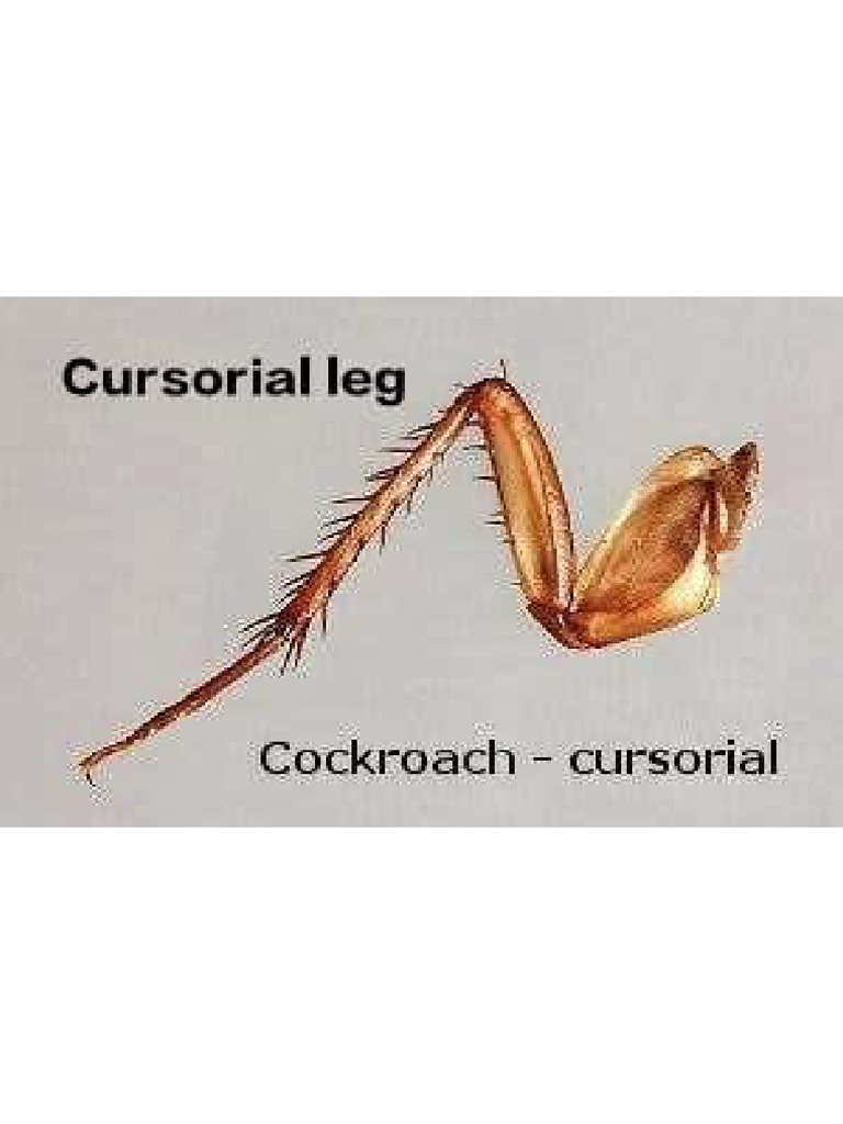 Leg Identification | PDF