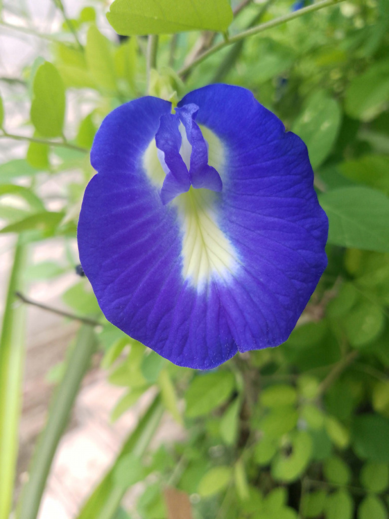Flor de Planta Silvestre | PDF