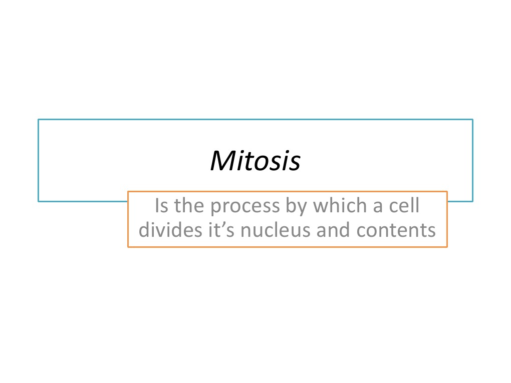 Understanding Mitosis Process Steps | PDF