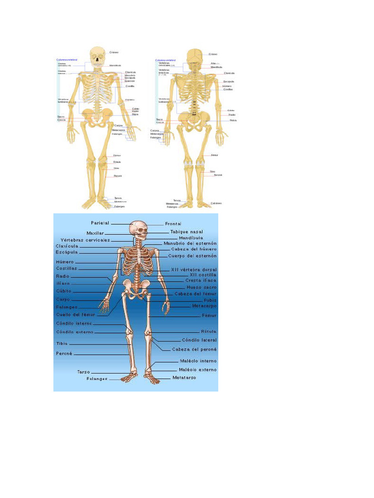 Anatomía del Esqueleto Humano: Huesos | PDF