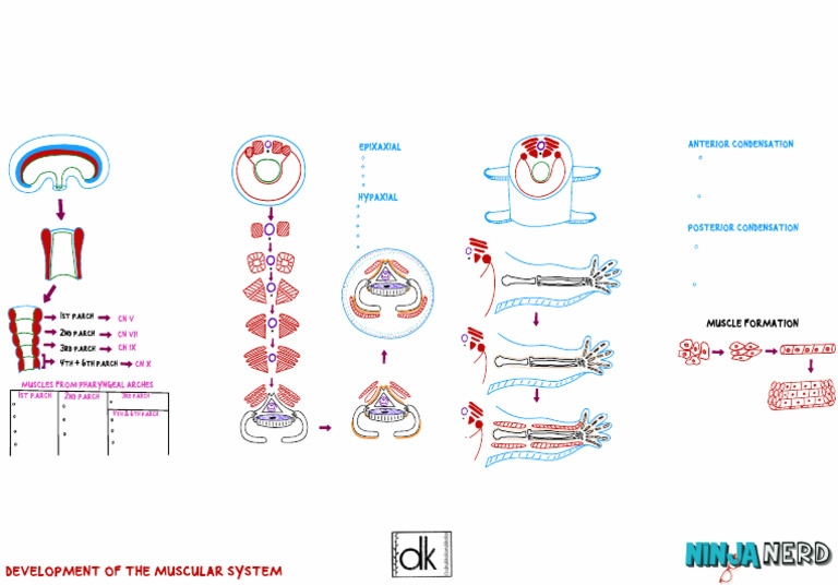 Development of Muscular System Atf | PDF