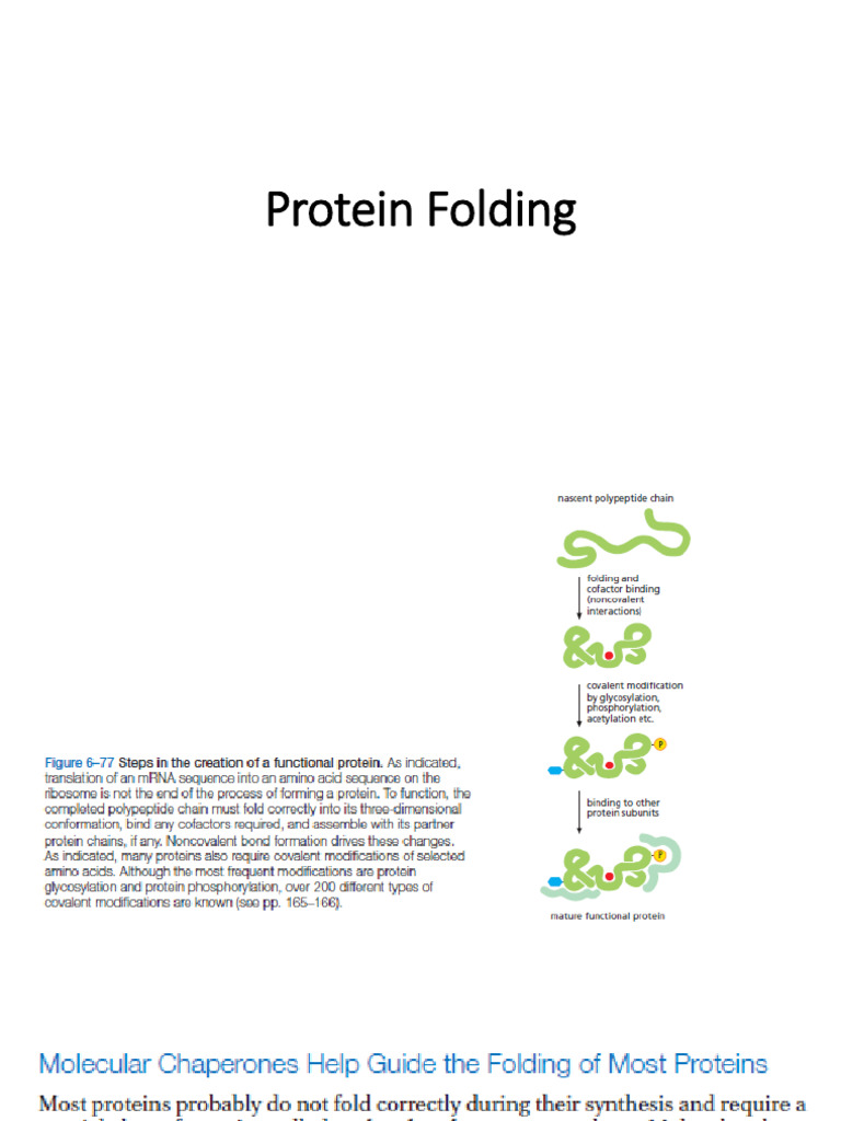 Unit4 - Protein Folding | PDF