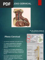 Anatomía del Plexo Cervical: Guía Completa | PDF | Nervio | Neuroanatomía
